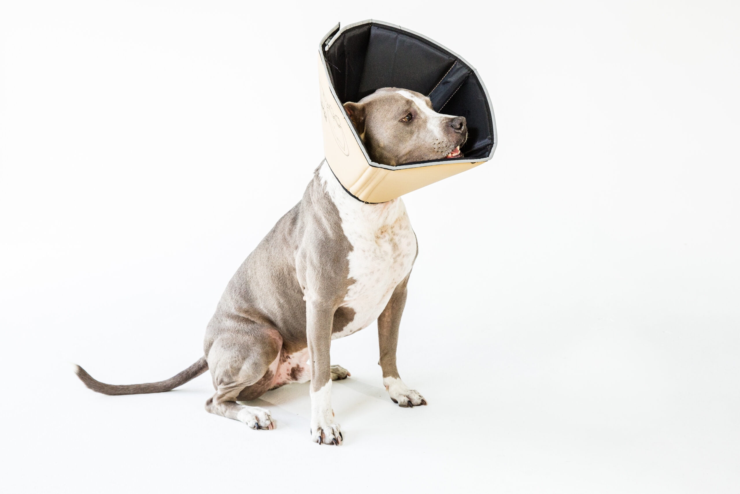 The Original Patented Comfy Cone with Removable Stays, Extra Large Tan ...