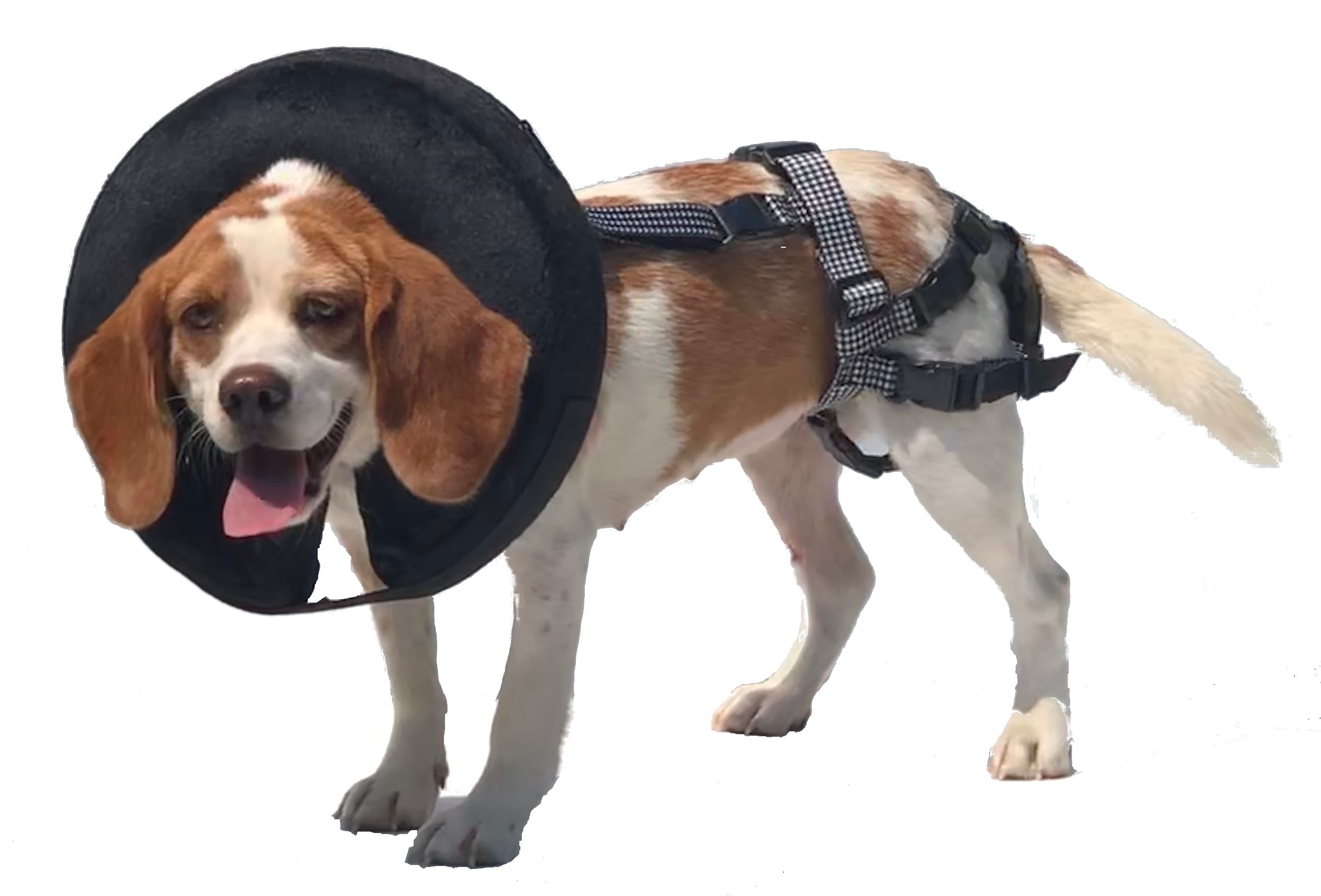 The PABS Delay her Spay Dog Chastity Belt, Sanitary Pad, and Inflatable ...