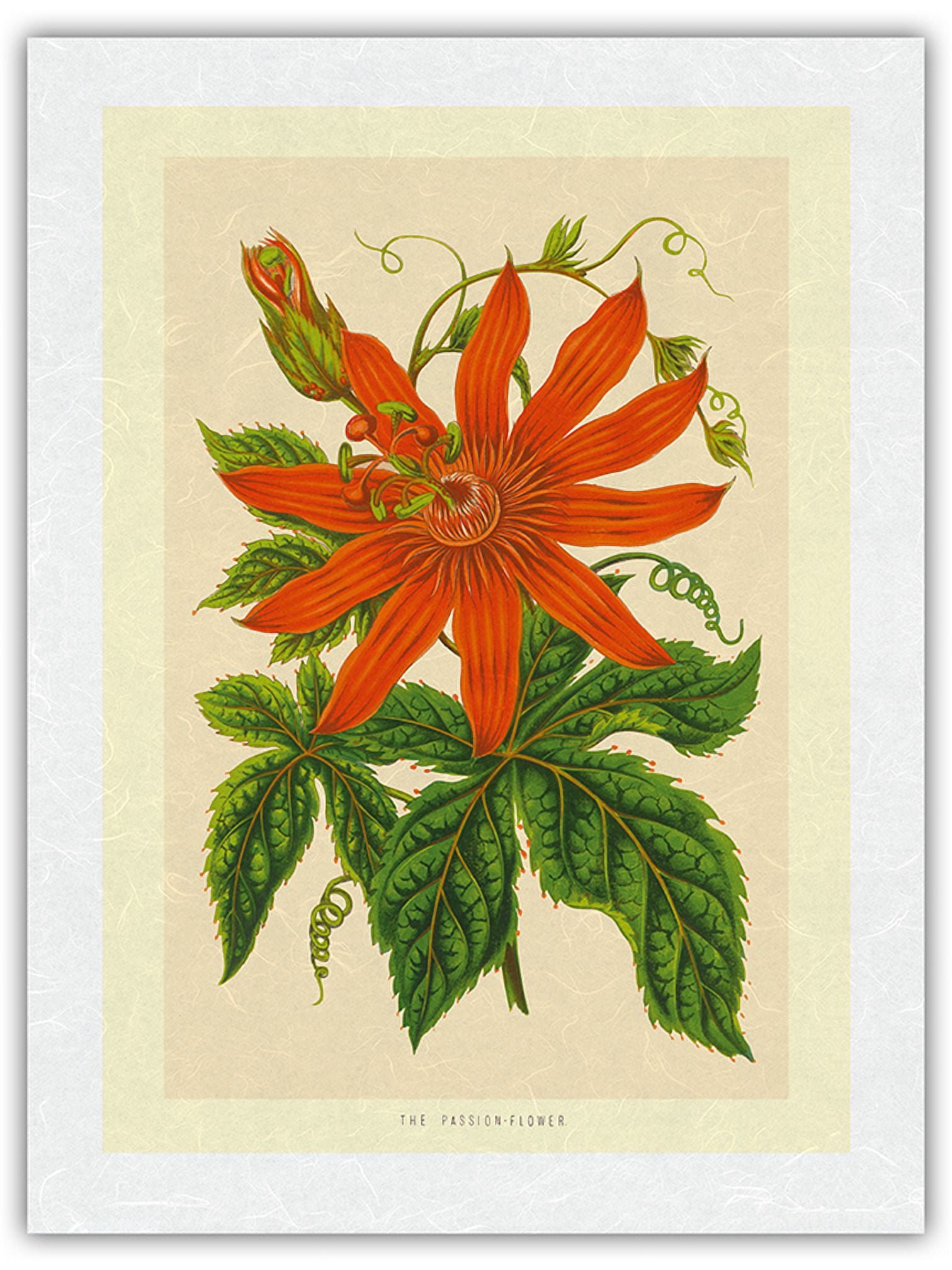 The Passion Flower (Tacsonia buchanani) - Passiflora Vitifolia ...