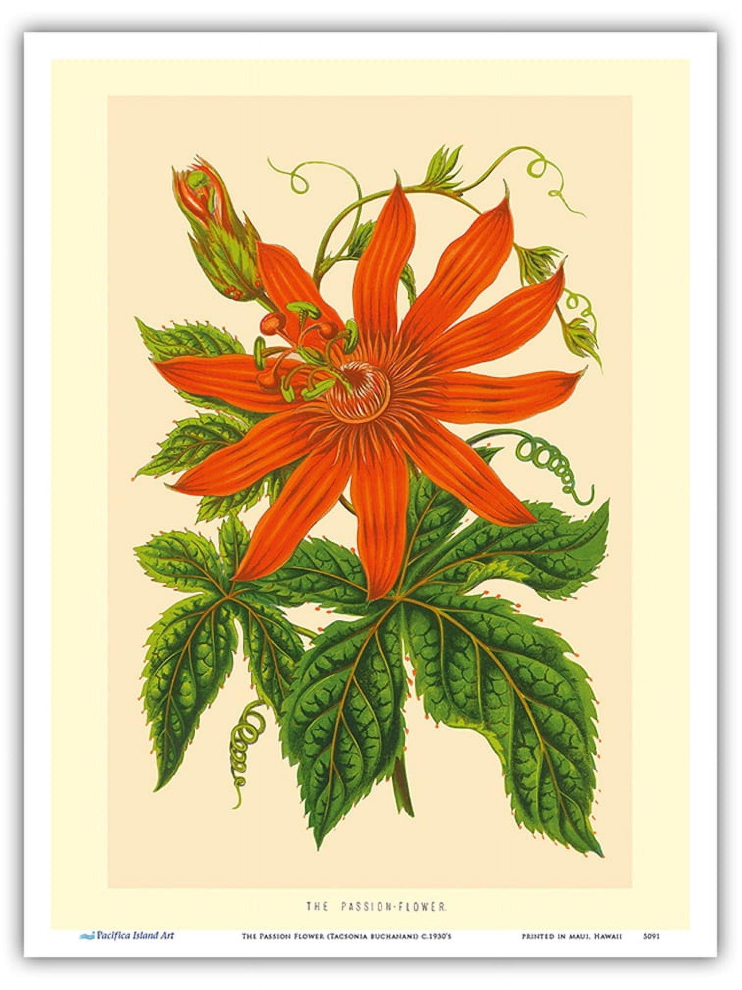 The Passion Flower (Tacsonia buchanani) - Passiflora Vitifolia - Vintage Botanical Illustration ...