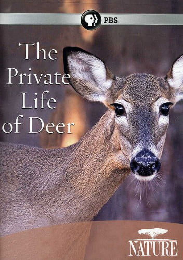 The Private Life of Deer (DVD), PBS (Direct), Special Interests ...