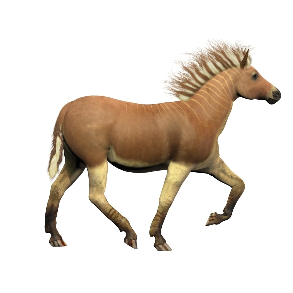 The Quagga is an extinct subspecies of the plains zebra Poster Print ...