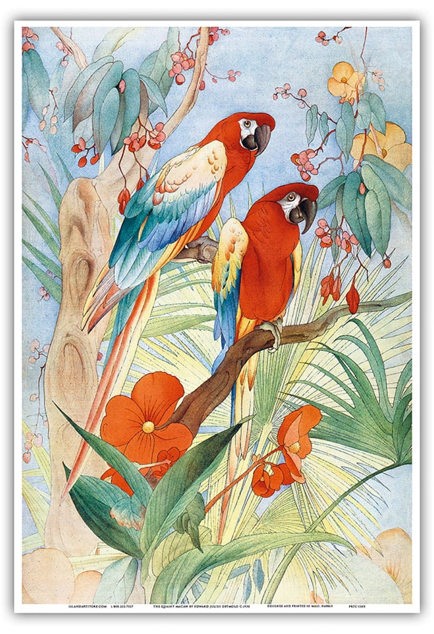 The Quaint Macaw - Red and Blue - “Aristocrats” - From an Original ...