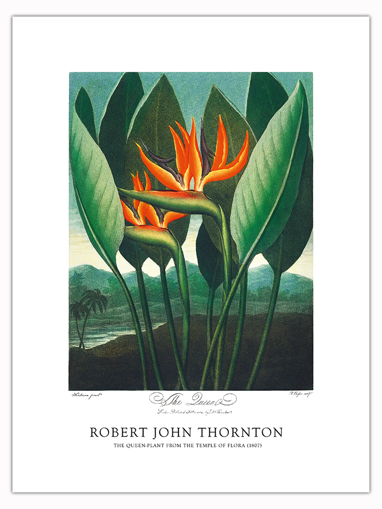 The Queen Flower (Bird of Paradise) - from the Temple of Flora ...
