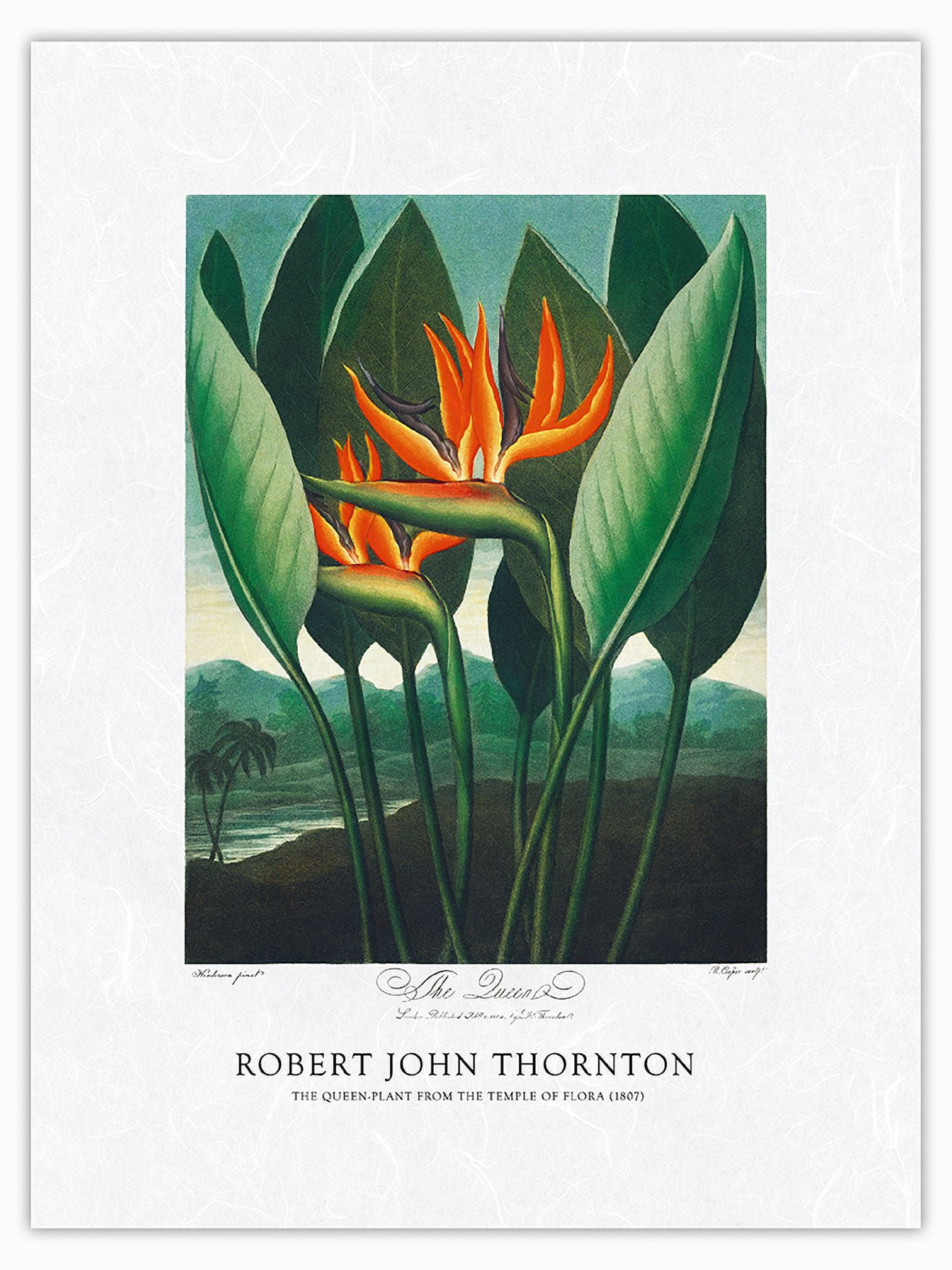 The Queen Flower (Bird of Paradise) - from the Temple of Flora ...