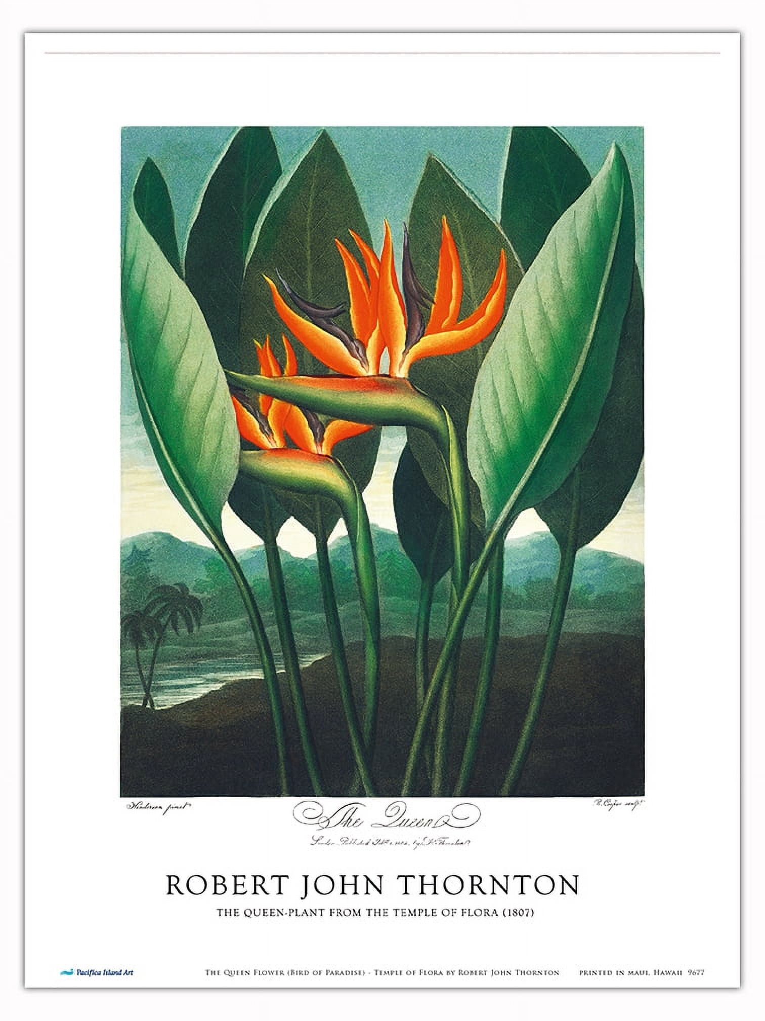 The Queen Flower (Bird of Paradise) - from the Temple of Flora ...