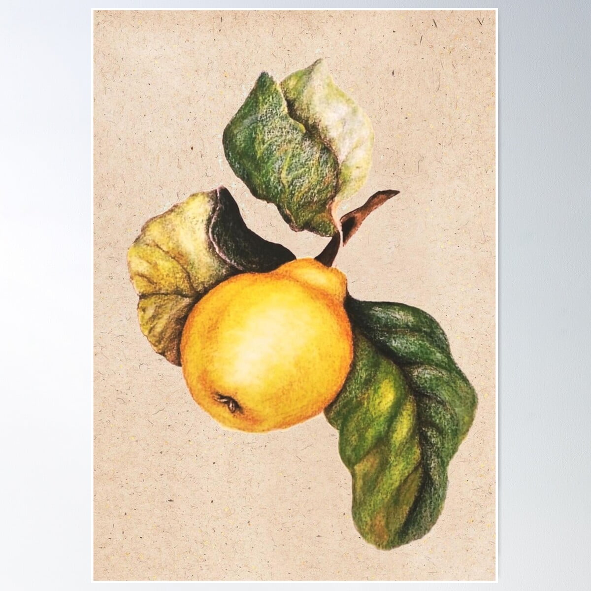 The Quince Fruit - Yummy Pear'S Cousin Poster Wall Art, Modern Wall ...