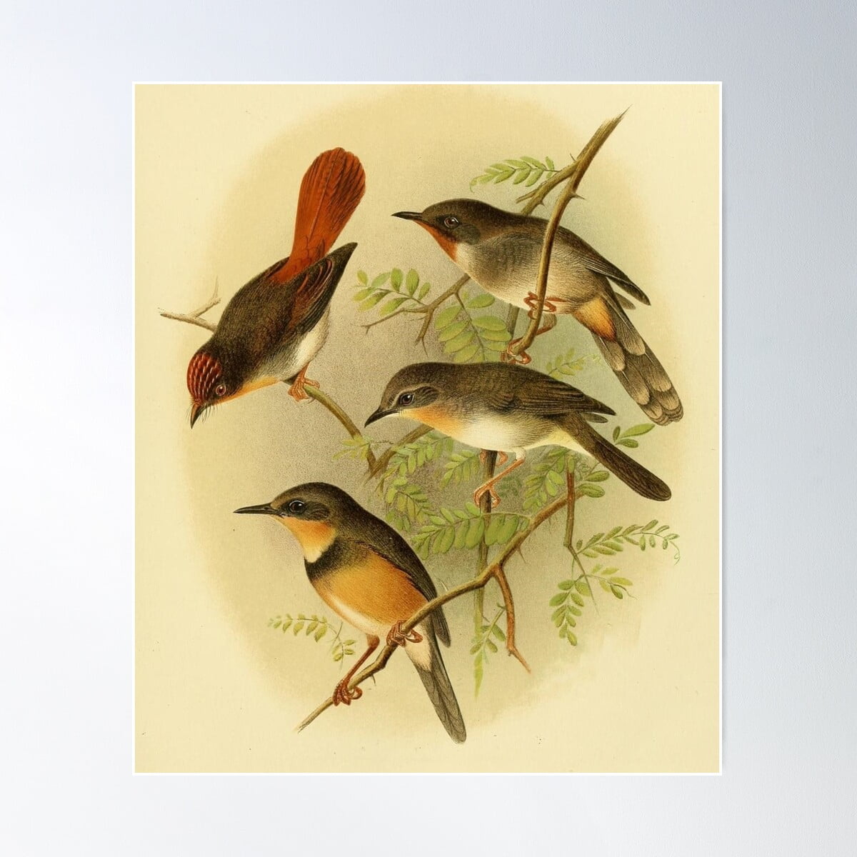 The Red Bird And His Mates Poster Wall Art, Modern Wall Decor For ...
