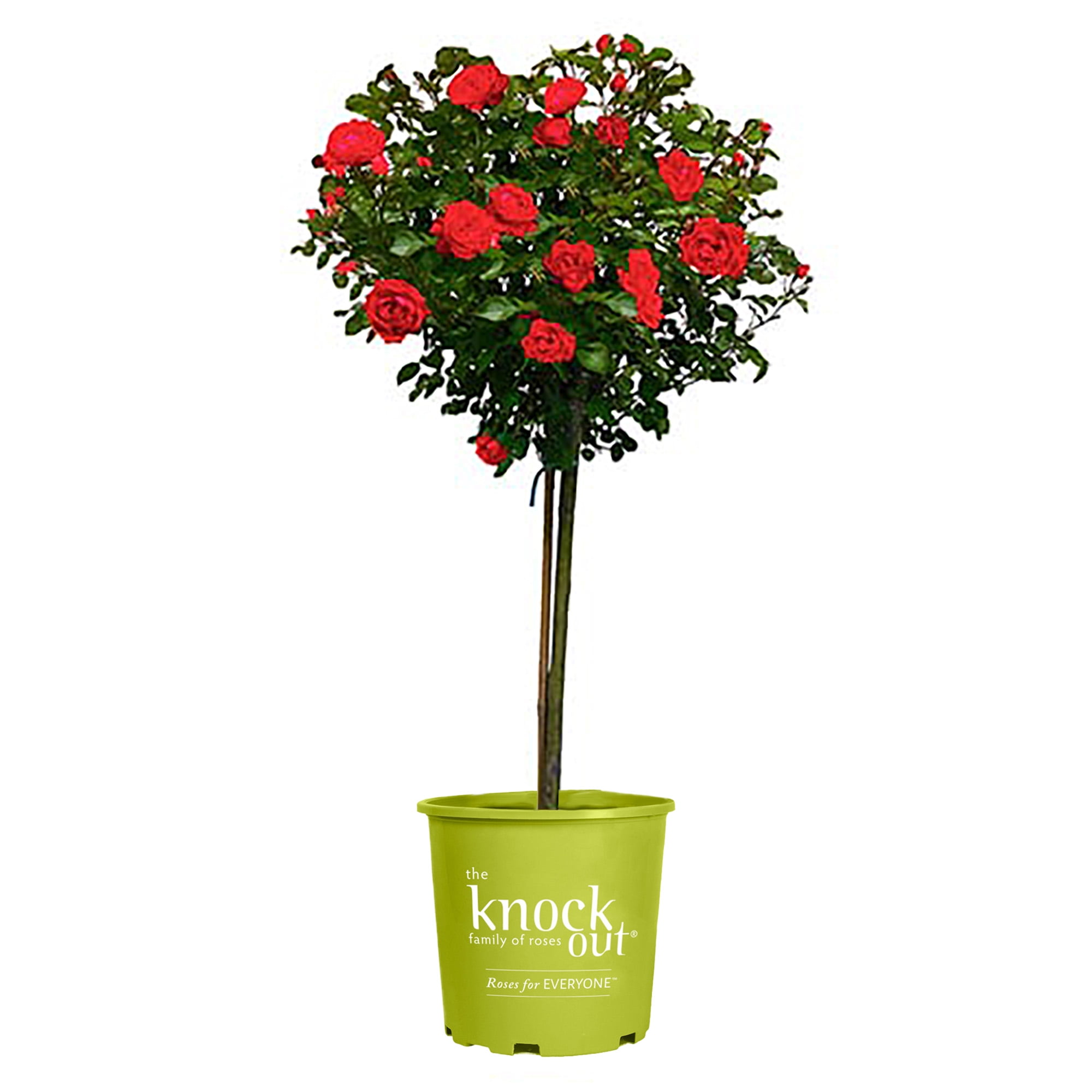 Rose Bushes in Garden Bushes - Walmart.com