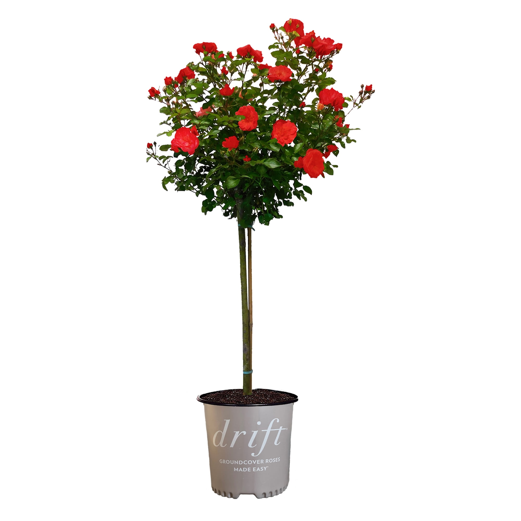 The Red Drift Rose Tree Form Live Shrub with Red Flowers (3 Gallon ...