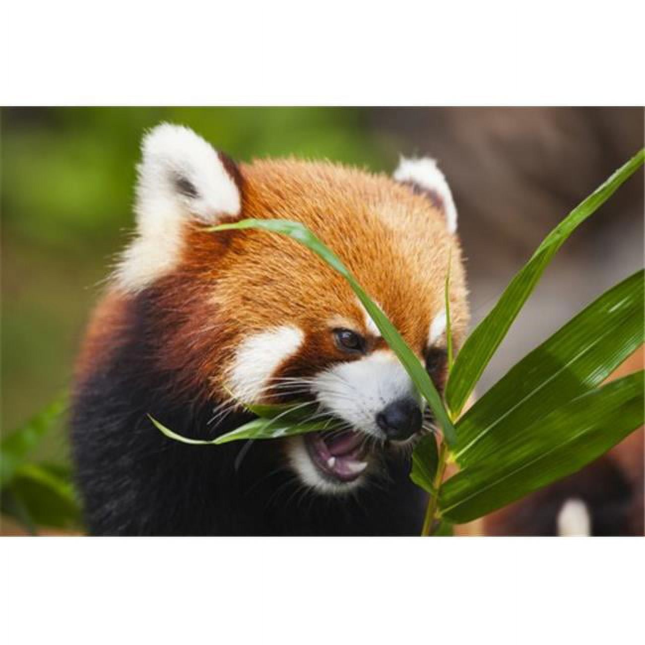 The Red Panda Ailurus Fulgens Or Shining Cat Is A Small Arboreal Mammal & Poster Print by Dave ...