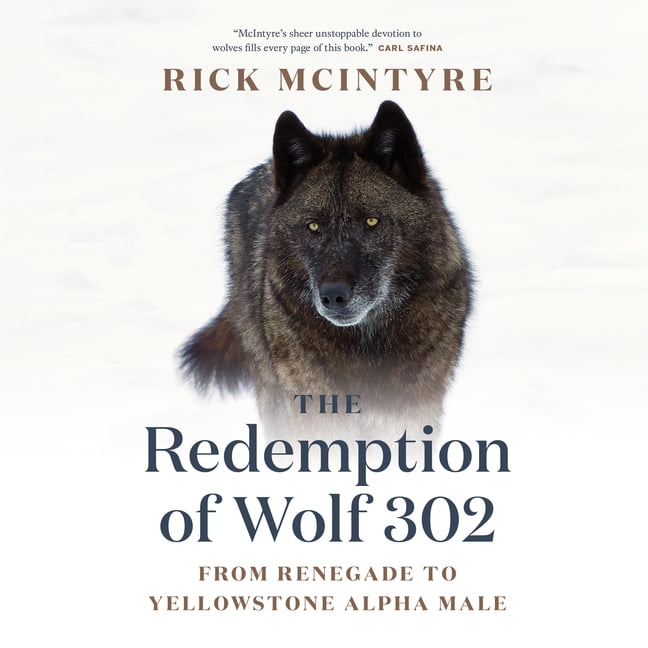 The Alpha Wolves of Yellowstone The Redemption of Wolf 302: From ...
