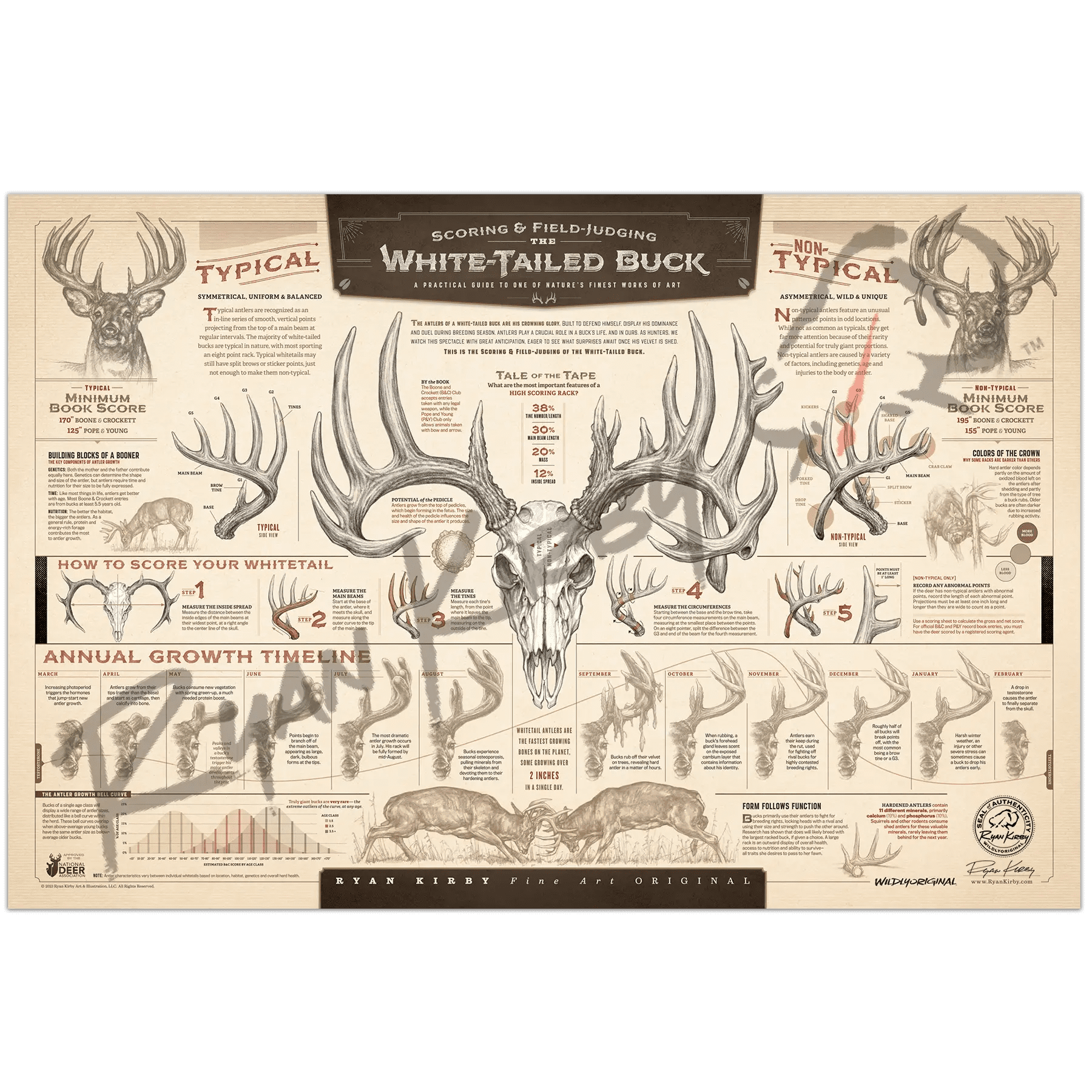 "The Scoring & Field-Judging of the White-tailed Buck" Paper Art Print ...