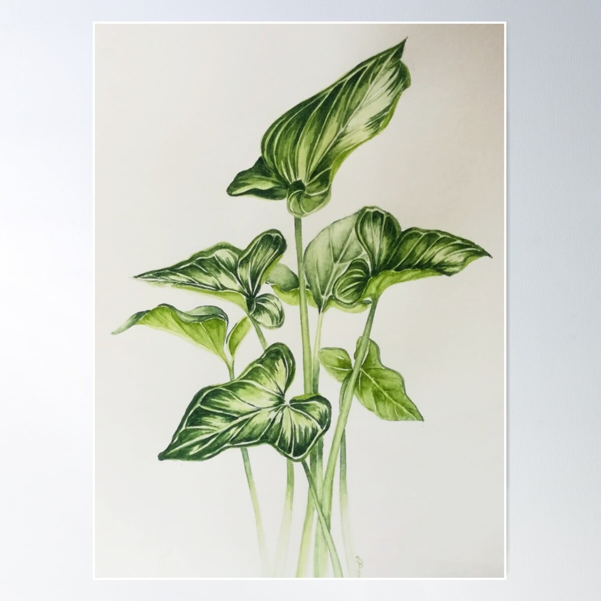 The Secret Garden: Voodoo Lily Poster Wall Art, Modern Wall Decor For ...