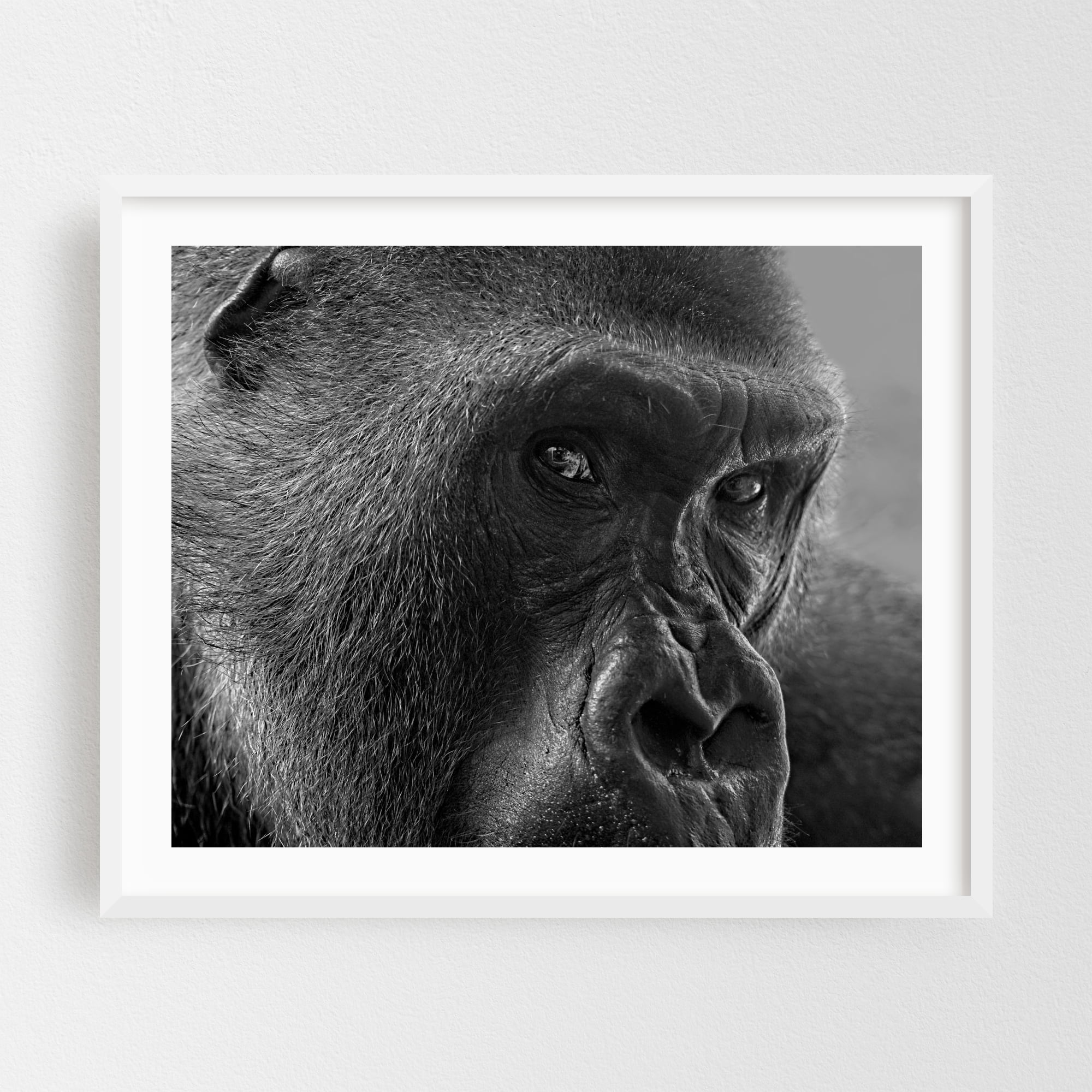 The Silverback - Photography Black and White Wildlife Animal Nature ...