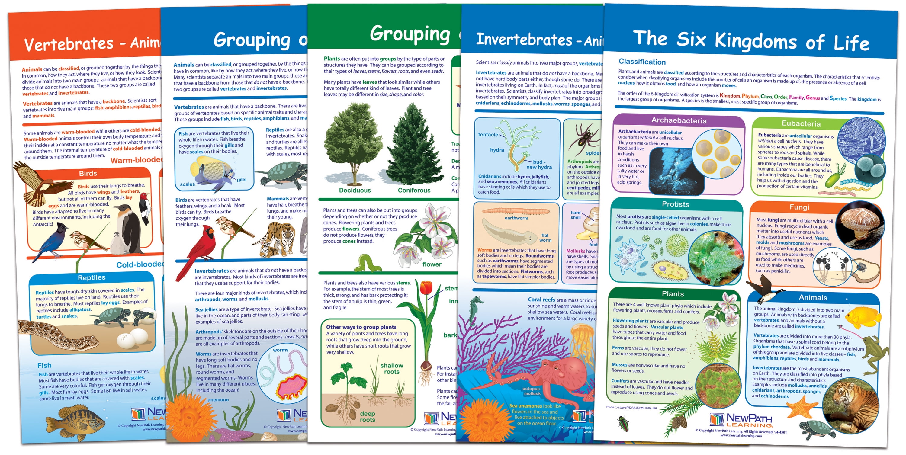 The Six Kingdoms of Life Bulletin Board Chart Set – Set of 5 - Walmart.com