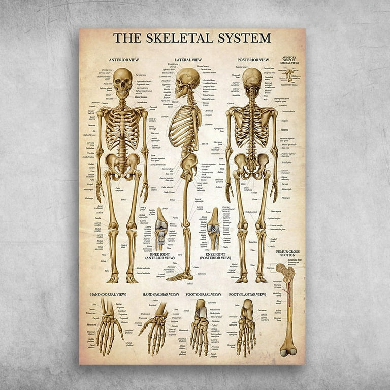 Anterior View Of Human Skeletal System With Labels High