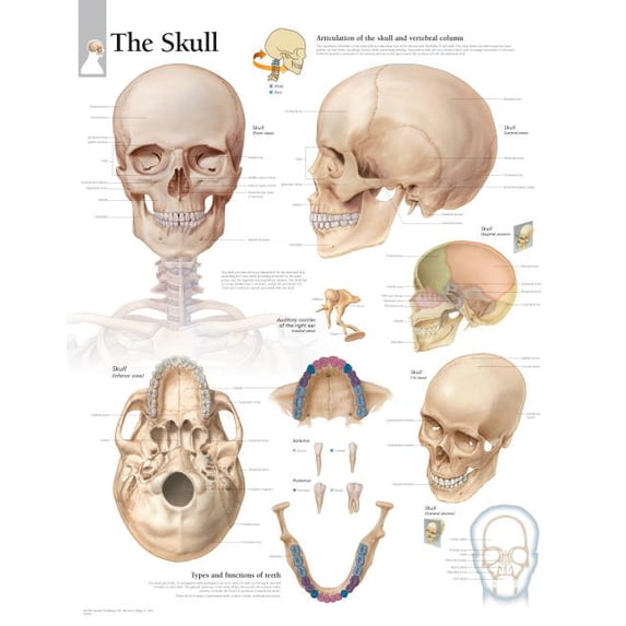 The Skull : Laminated Wall Chart (Wallchart) - Walmart.com