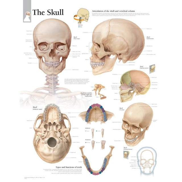 The Skull : Laminated Wall Chart (Wallchart) - Walmart.com