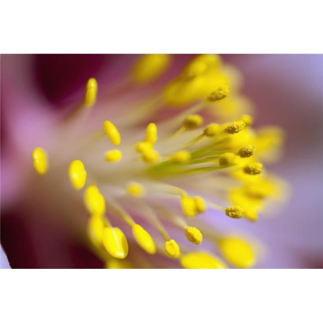 The Stamen of A Flower Poster Print - 38 x 24 - Large - Walmart.com