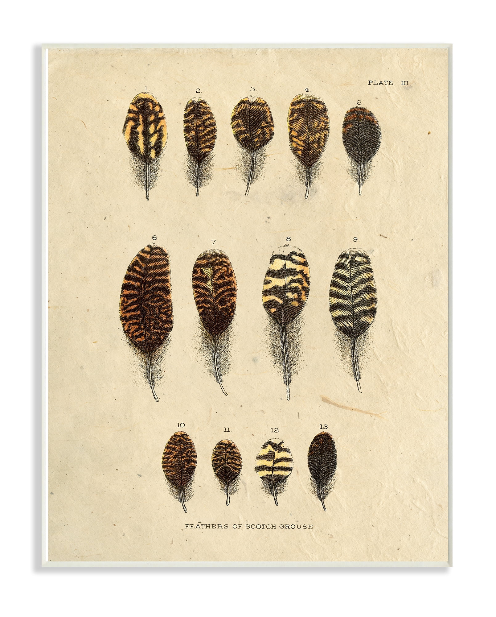 The Stupell Home Decor Aged Paper Vintage Feather Identification Print ...