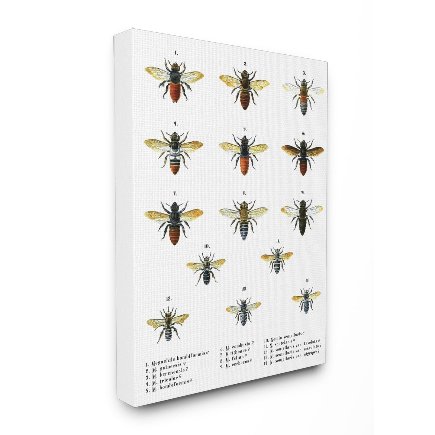 The Stupell Home Decor Collection Bees Scientific Vintage Illustration ...