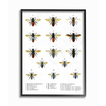 The Stupell Home Decor Collection Bees Scientific Vintage Illustration ...