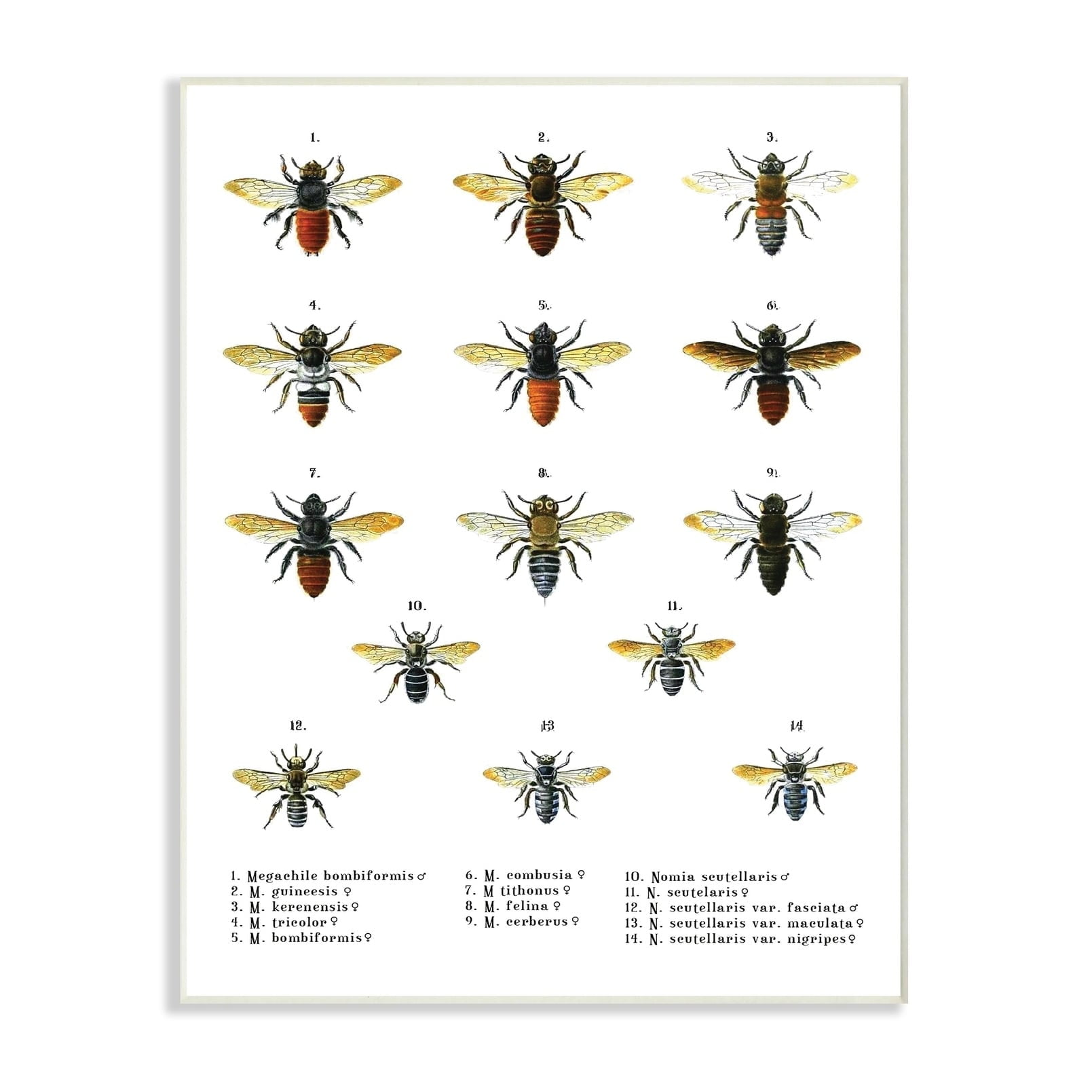 The Stupell Home Decor Collection Bees Scientific Vintage Illustration ...