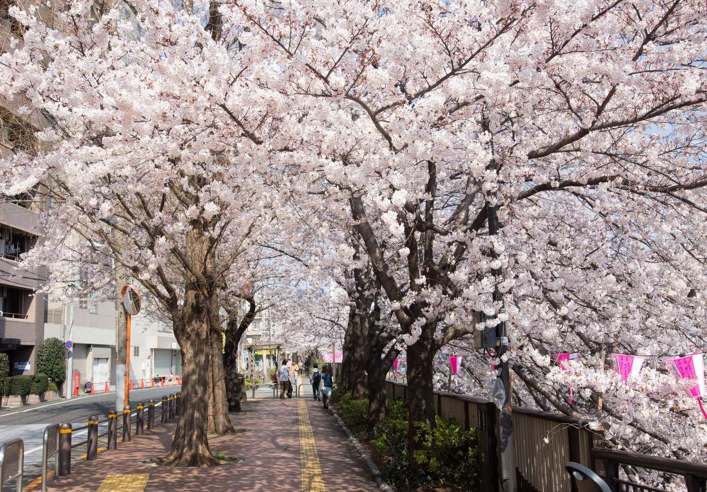 The Summer Slowers Of Cherry Blossom Background Photo ration Custom ...