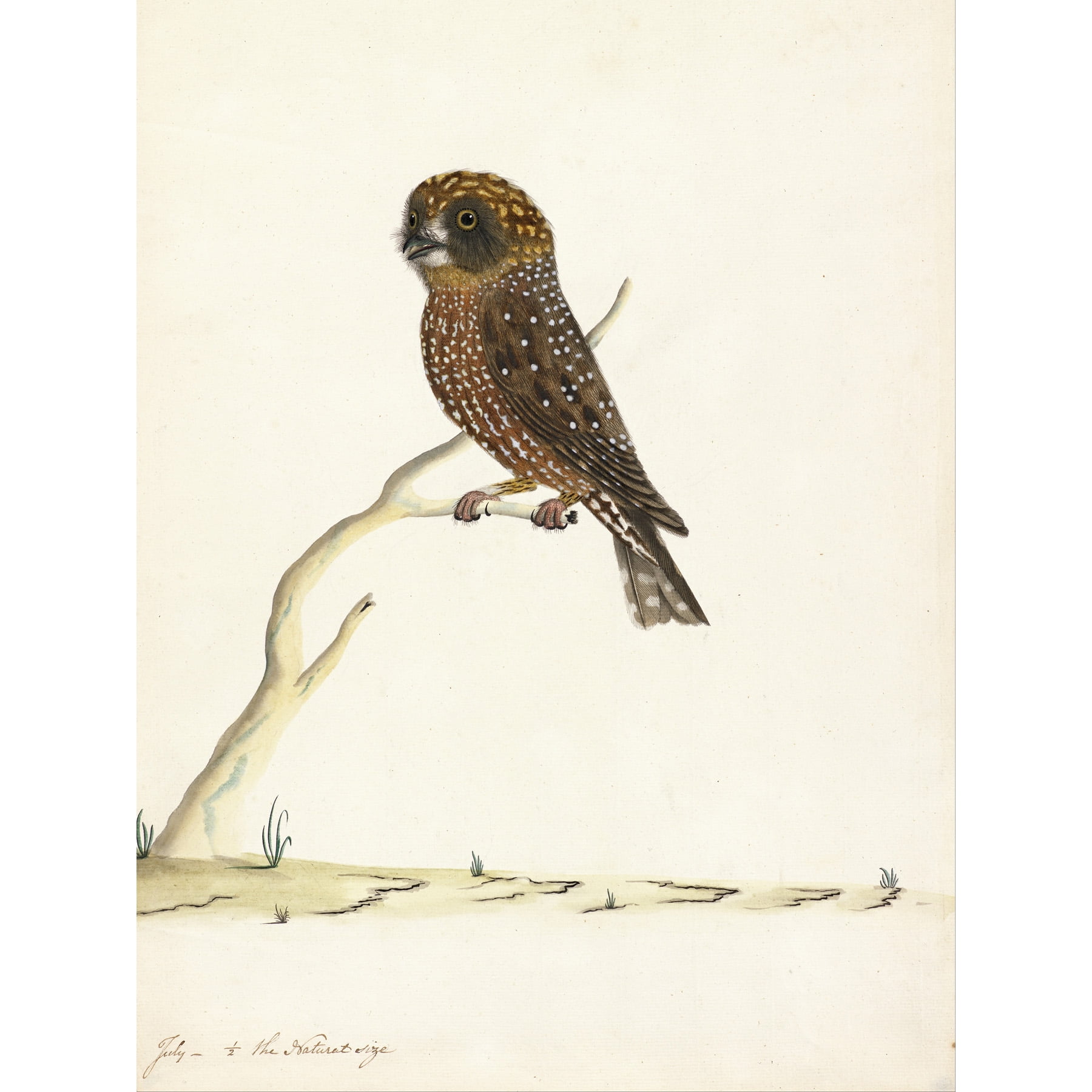 The Sydney Bird Painter Boobook Owl Extra Large Art Print Wall Mural ...