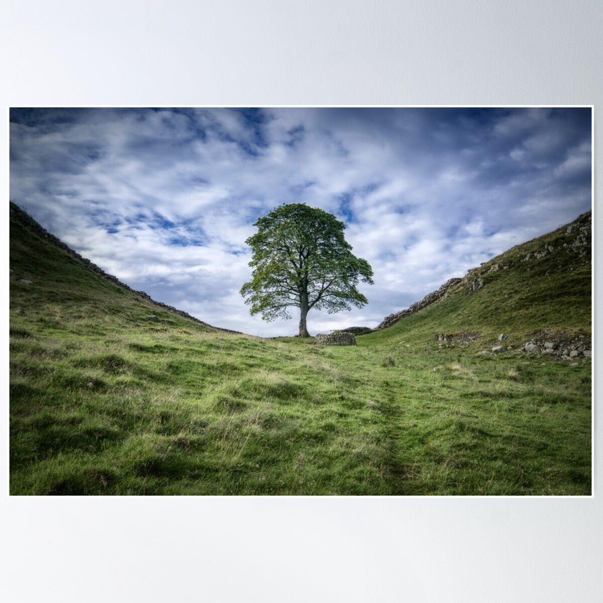 The Tree At Sycamore Gap 2 Poster Wall Art, Modern Wall Decor For ...