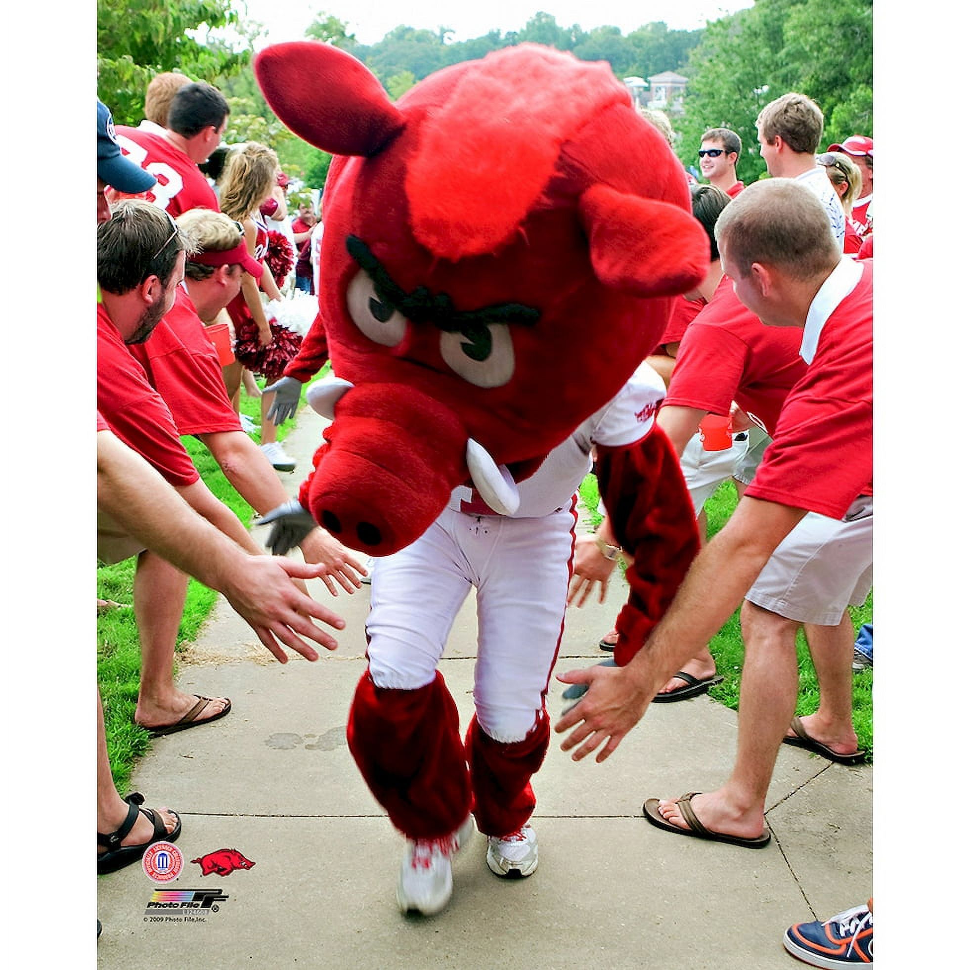 The University of Arkansas Razorbacks Mascot 2008 16"x20" Print ...