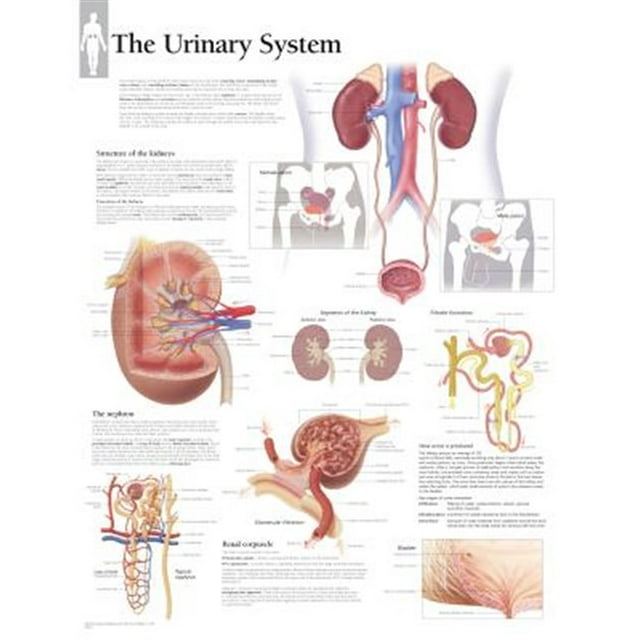 The Urinary System Chart : Wall Chart (Wallchart) - Walmart.com