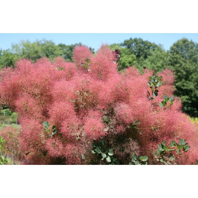 The Velvet Fog® Smokebush - Walmart.com
