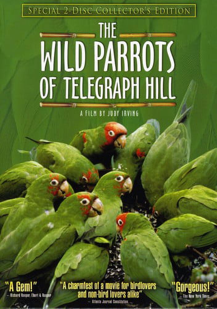 The Wild Parrots of Telegraph Hill (DVD) - Walmart.com