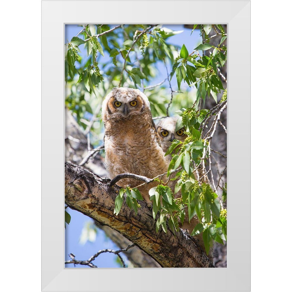 The Yellowstone Collection 11x14 White Modern Wood Framed Museum Art ...