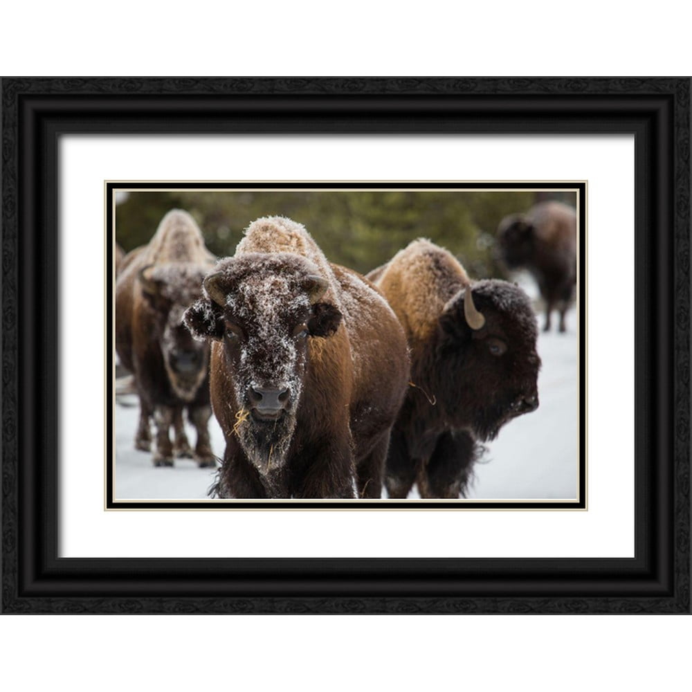 The Yellowstone Collection 14x11 Black Ornate Wood Framed with Double ...