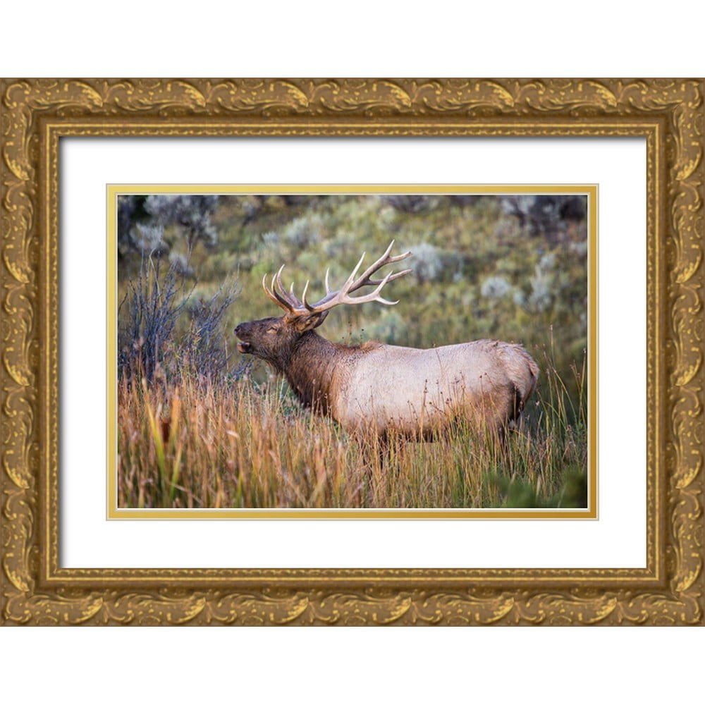 The Yellowstone Collection 14x11 Gold Ornate Wood Framed with Double ...