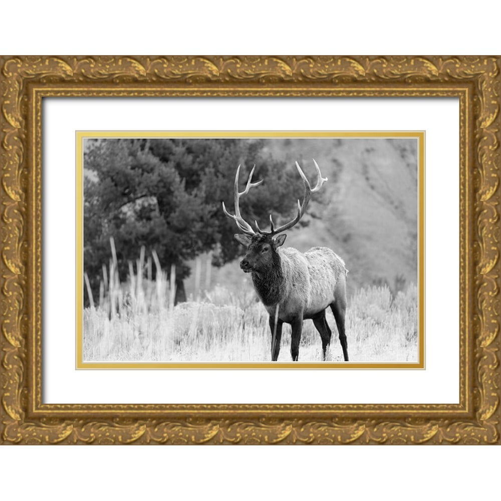 The Yellowstone Collection 14x11 Gold Ornate Wood Framed with Double ...
