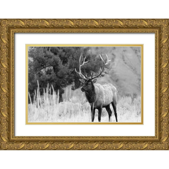 The Yellowstone Collection 14x11 Gold Ornate Wood Framed with Double ...