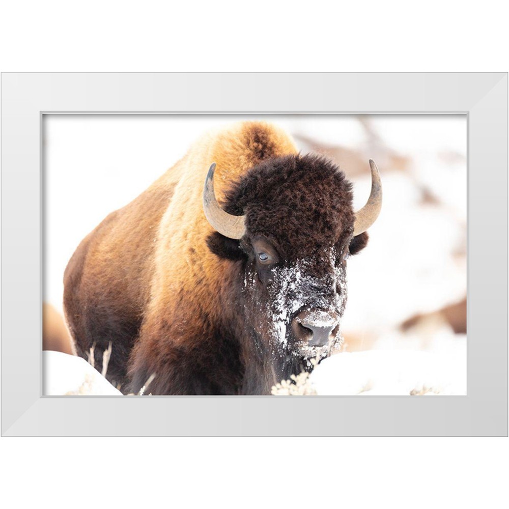 The Yellowstone Collection 14x11 White Modern Wood Framed Museum Art ...