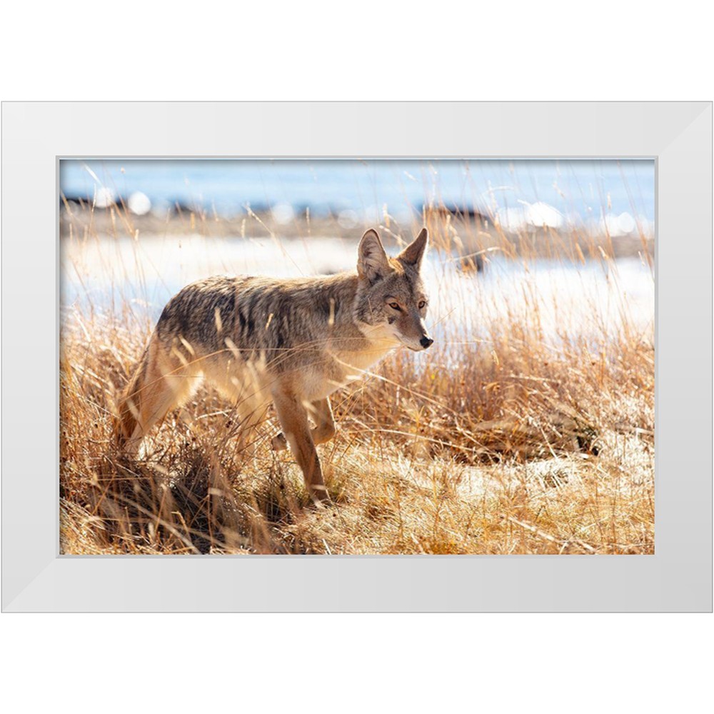 The Yellowstone Collection 14x11 White Modern Wood Framed Museum Art ...