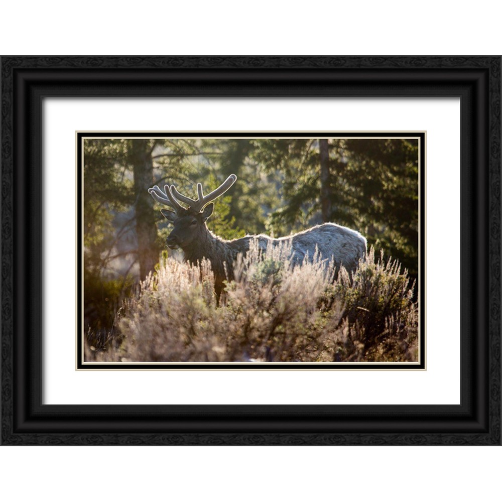 The Yellowstone Collection 18x13 Black Ornate Wood Framed with Double ...