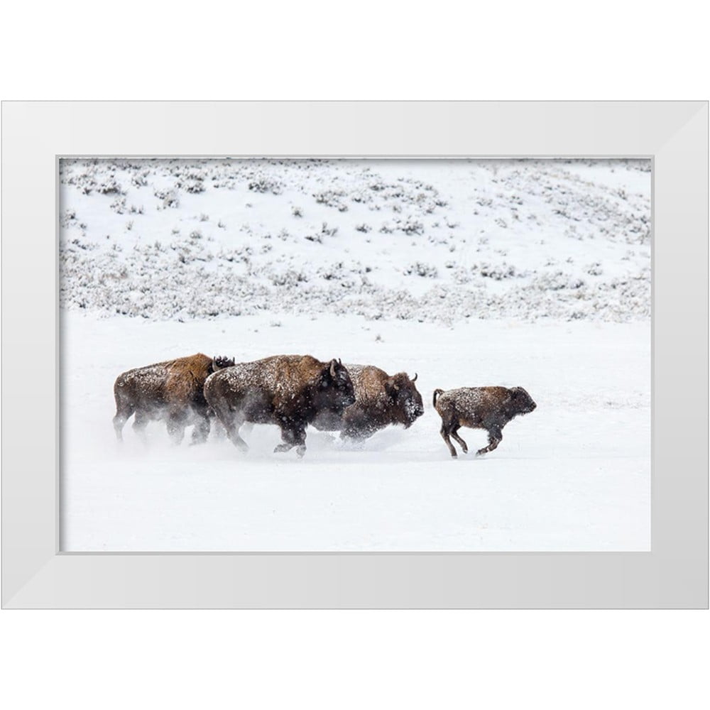 The Yellowstone Collection 18x13 White Modern Wood Framed Museum Art ...