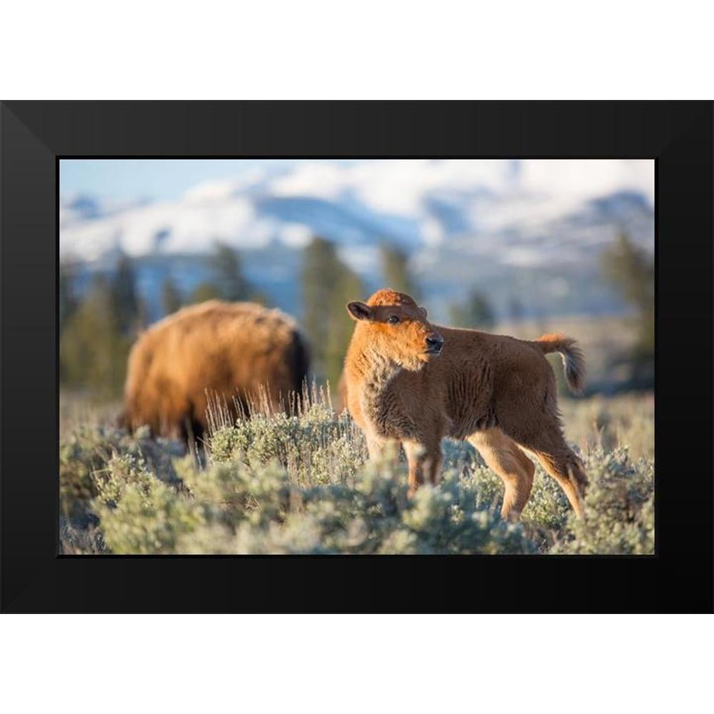 The Yellowstone Collection 24x17 Black Modern Framed Museum Art Print ...