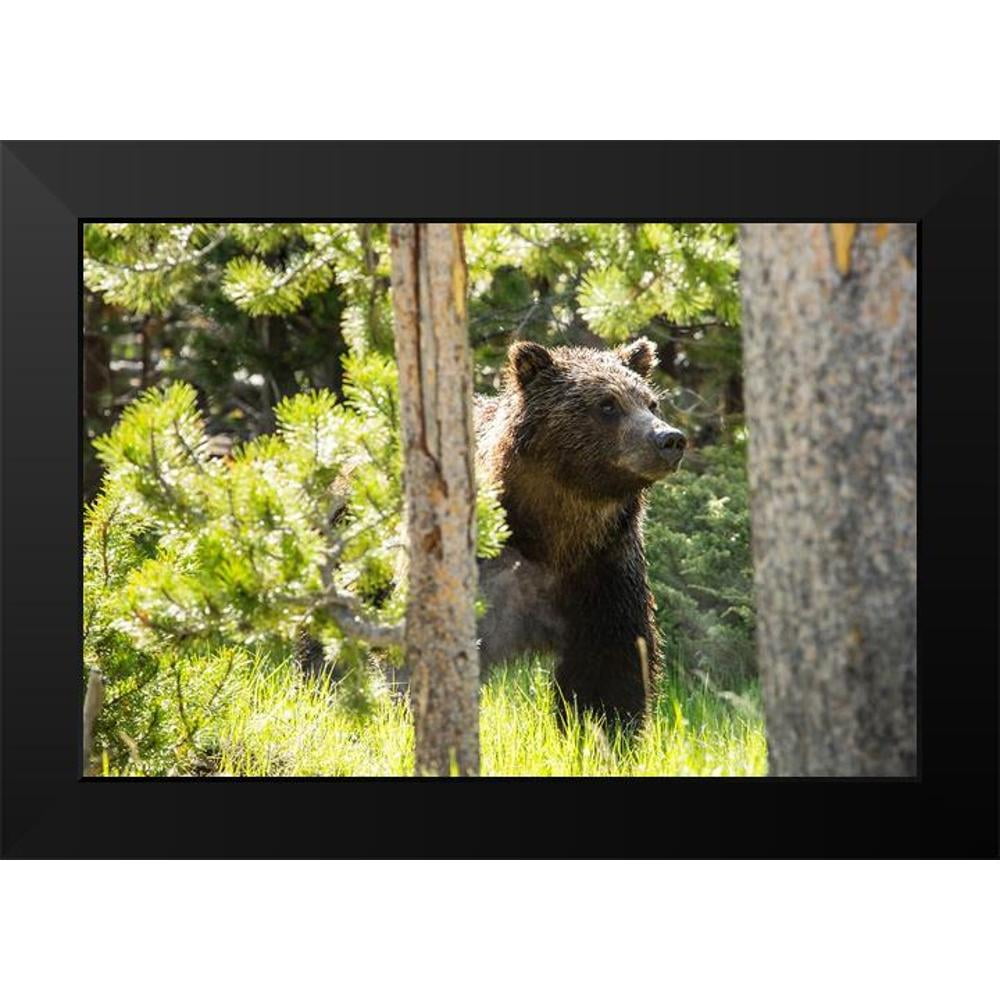 The Yellowstone Collection 24x17 Black Modern Framed Museum Art Print ...