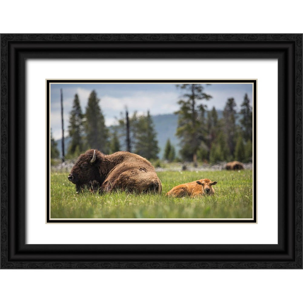 The Yellowstone Collection 24x17 Black Ornate Wood Framed with Double ...