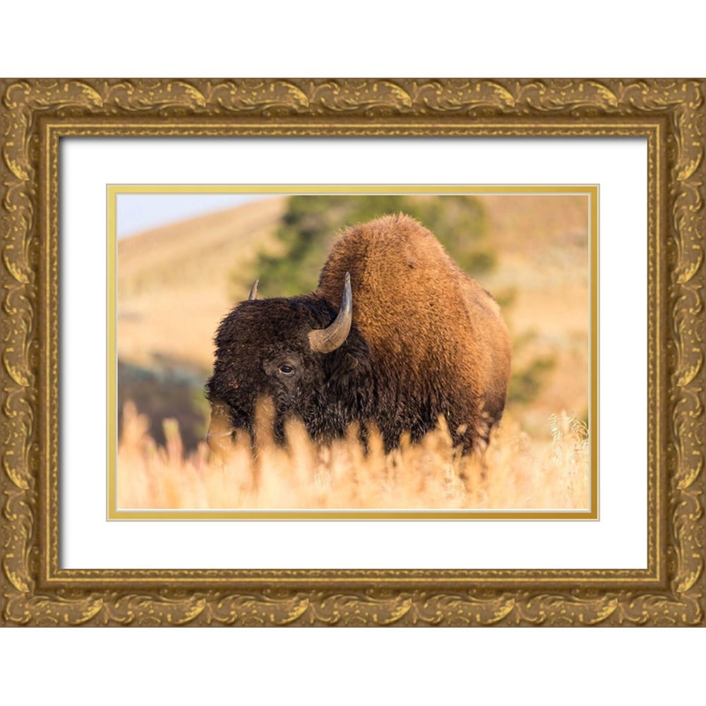 The Yellowstone Collection 24x17 Gold Ornate Wood Framed with Double ...