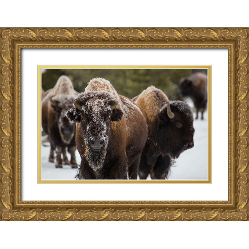 The Yellowstone Collection 24x17 Gold Ornate Wood Framed with Double ...