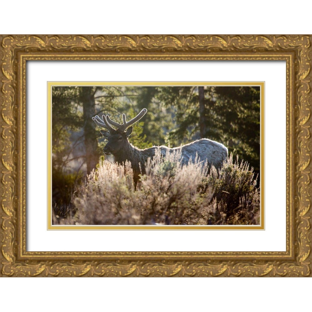 The Yellowstone Collection 24x17 Gold Ornate Wood Framed with Double Matting Museum Art Print ...